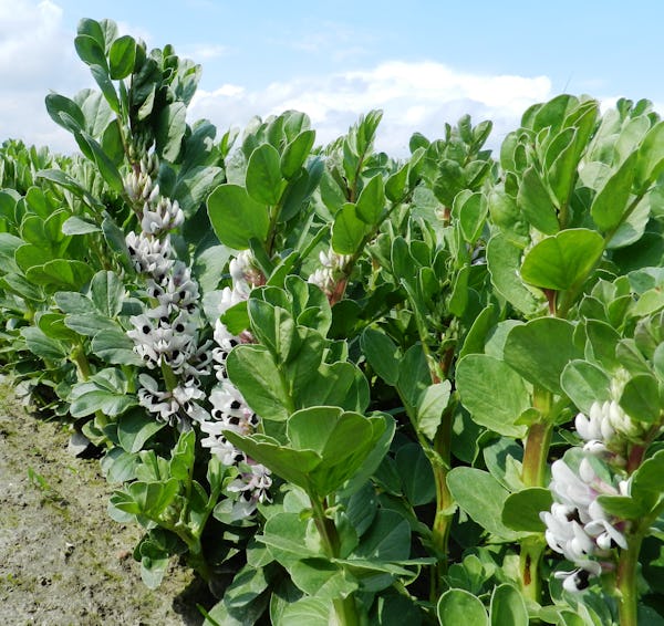 Nederlandse veldboon als lokaal alternatief voor soja? Brabantse boer ...